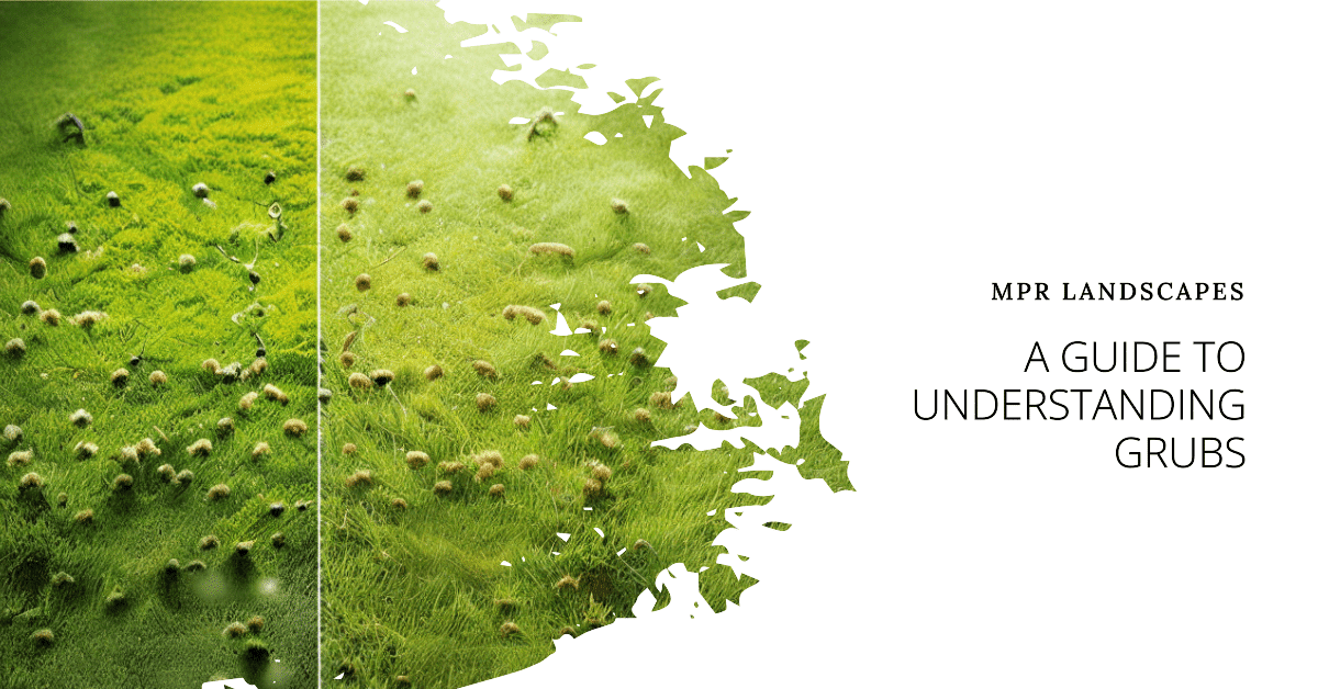 Unveiling the Enigma: Mastering Grub Infestation Identification and ...